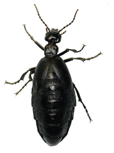 Arizona: Beetles, Bugs, Birds and more: Springtime Blister Beetles of ...