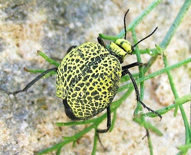 Arizona: Beetles, Bugs, Birds and more: Springtime Blister Beetles of ...