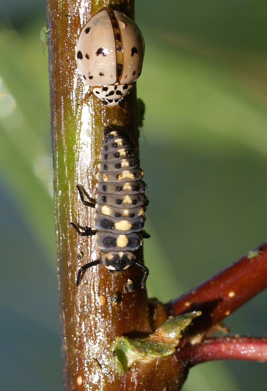 Arizona: Beetles, Bugs, Birds and more: Beetle Paradise at the Santa ...