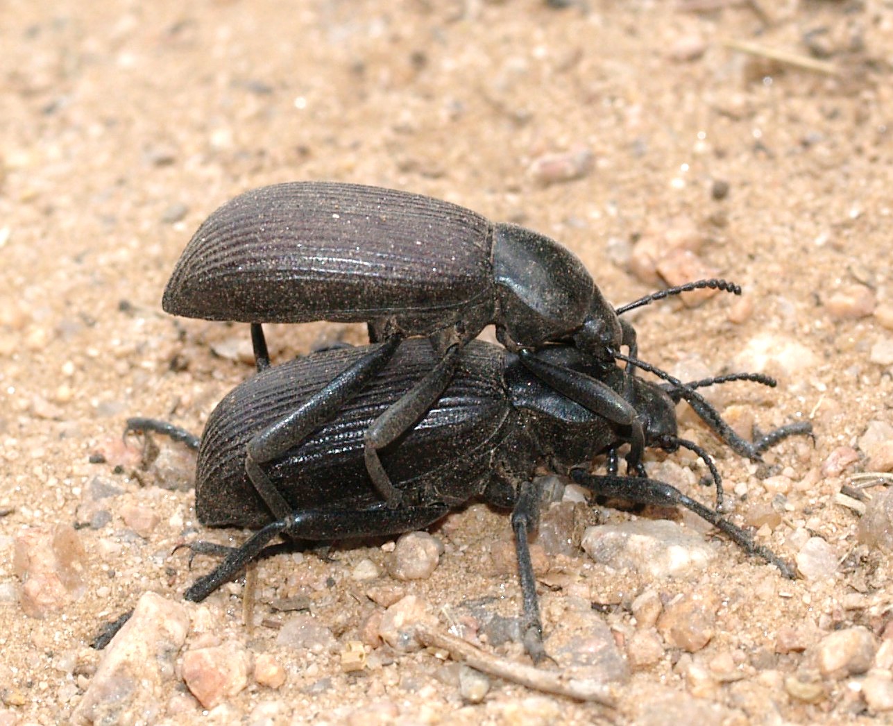 Arizona: Beetles, Bugs, Birds and more: Dichelonyx truncata in Sedona