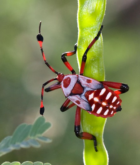 [Tucson, AZ] Red, white, and black beetle-type bug chilling on my back ...