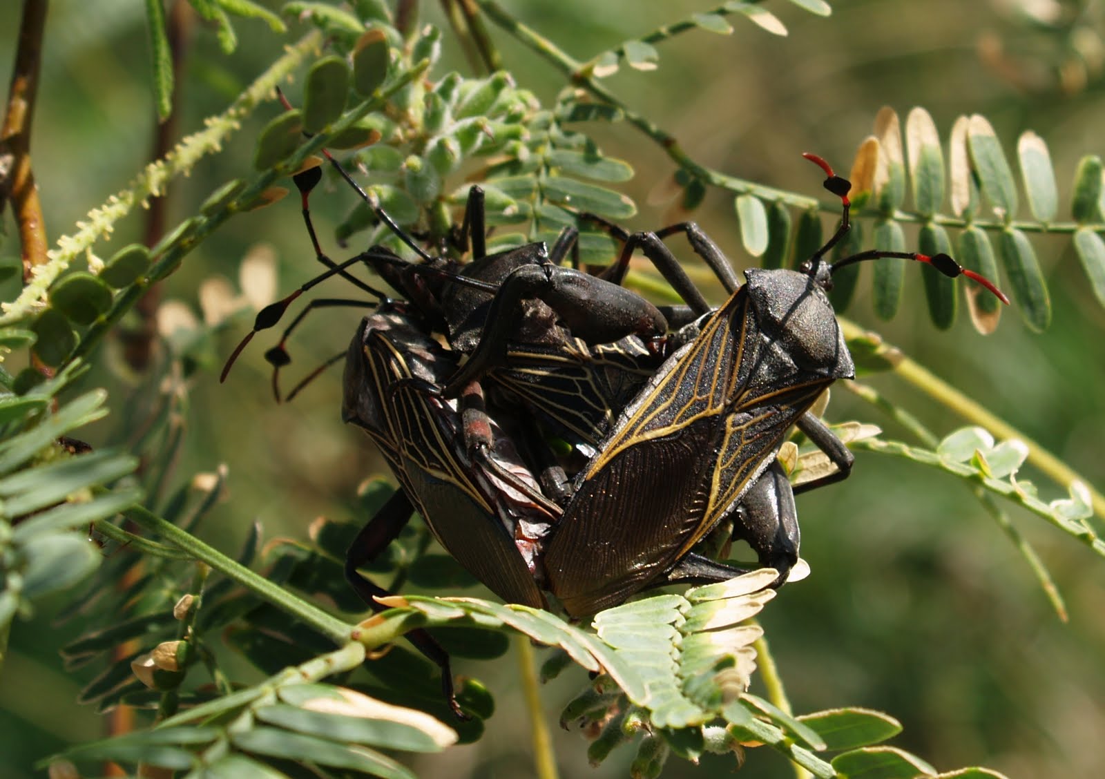 Arizona: Beetles, Bugs, Birds and more: Life cycle of the Giant ...
