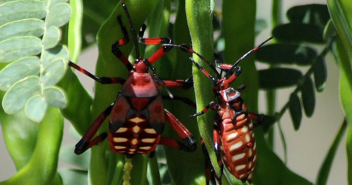 Arizona: Beetles, Bugs, Birds and more: Life cycle of the Giant ...