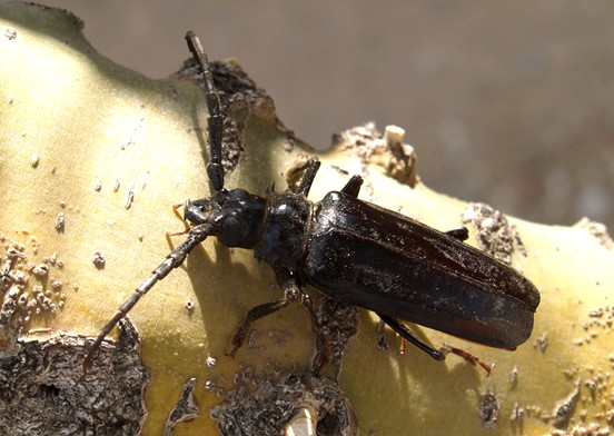 Arizona: Beetles, Bugs, Birds and more: Our Place at Night