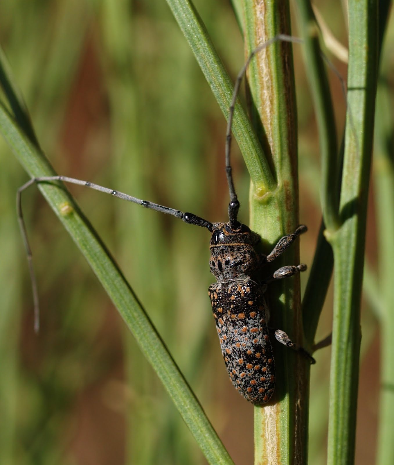 Arizona: Beetles, Bugs, Birds and more: Velcro bug, el Torrito ...