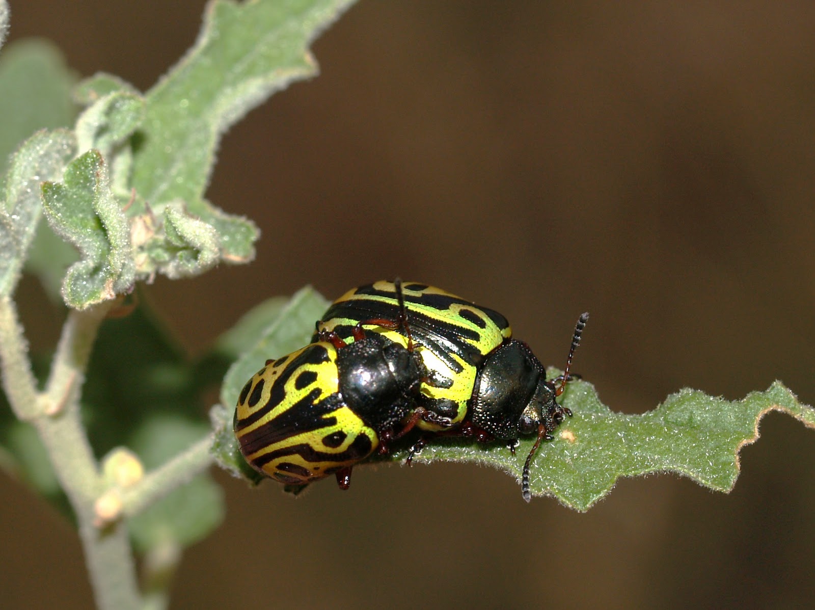 Arizona: Beetles, Bugs, Birds and more: Color-changing Leaf Beetles