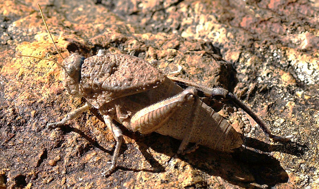 Arizona: Beetles, Bugs, Birds and more: Lubbers, our largest Grasshoppers