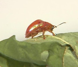 "Weirdbeautiful": Rickets, Reptiles and Insect-echnology