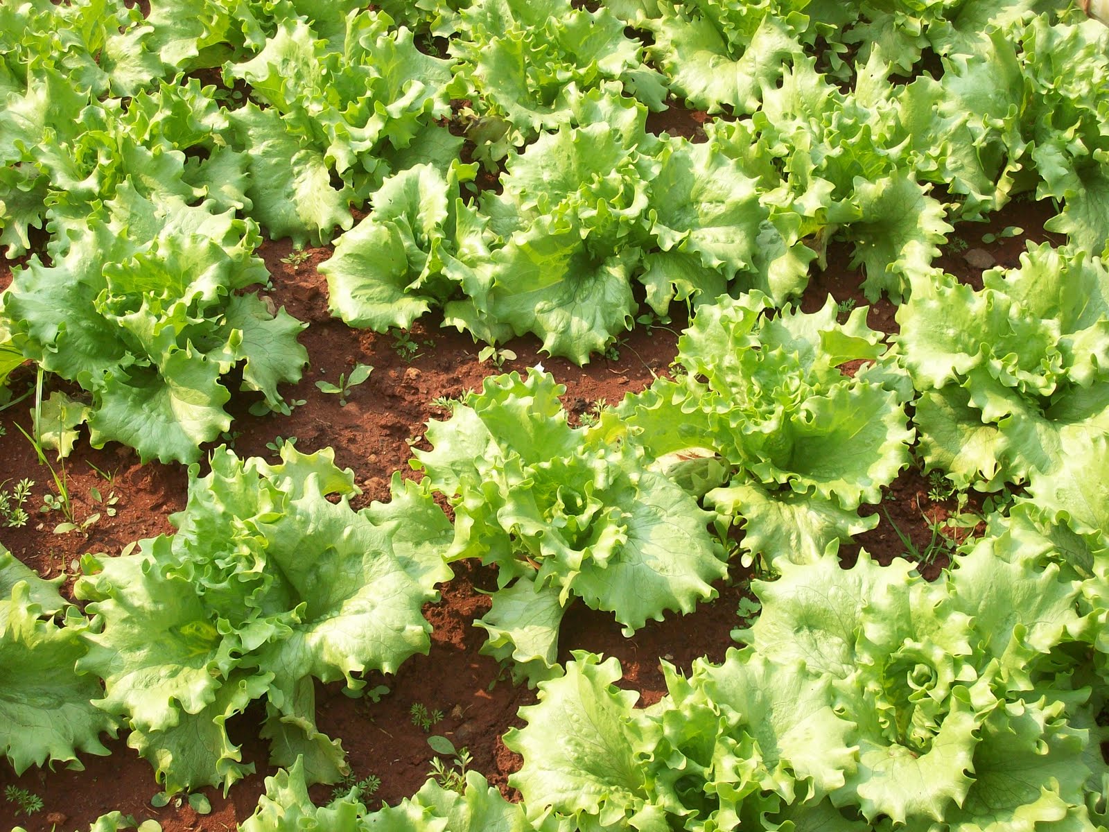 NOSSA HORTA ORGÂNICA: Alface Americana