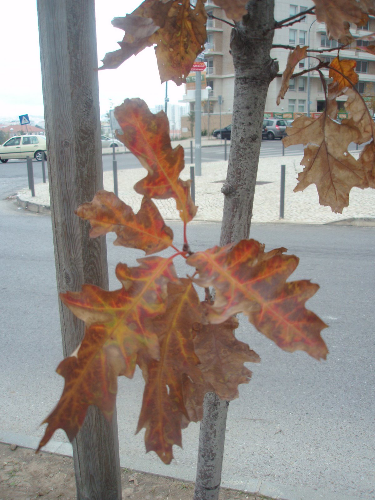 Árvores da minha rua: Carvalho-americano (Quercus rubra)
