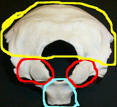 Chimpanzee Information: Picture, Chimpanzee Skull