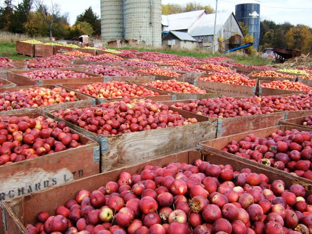 Ontario Apples | Rachelle Eats Food