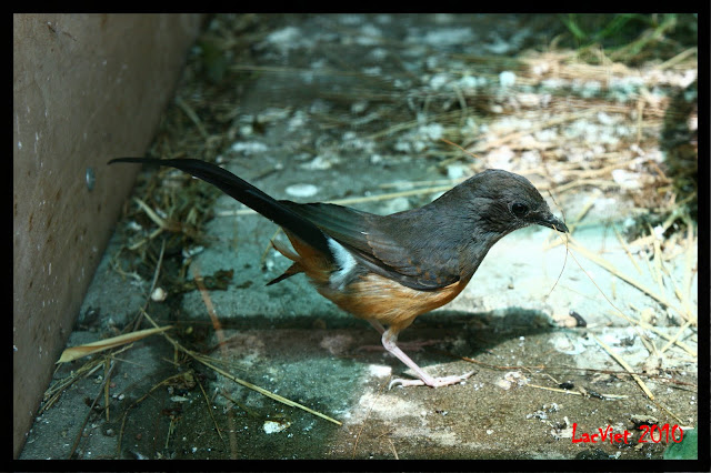 White-rumped Shama (Copsychus malabaricus)- Chích Chòe Lửa- of LacViet ...