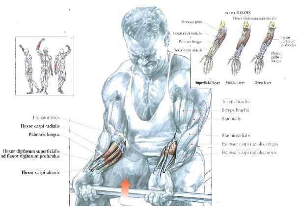 Culturism-antrenament-nutritie