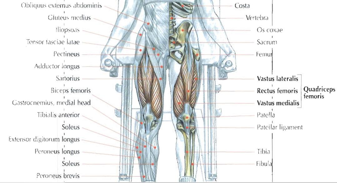 Culturism-antrenament-nutritie: picioare