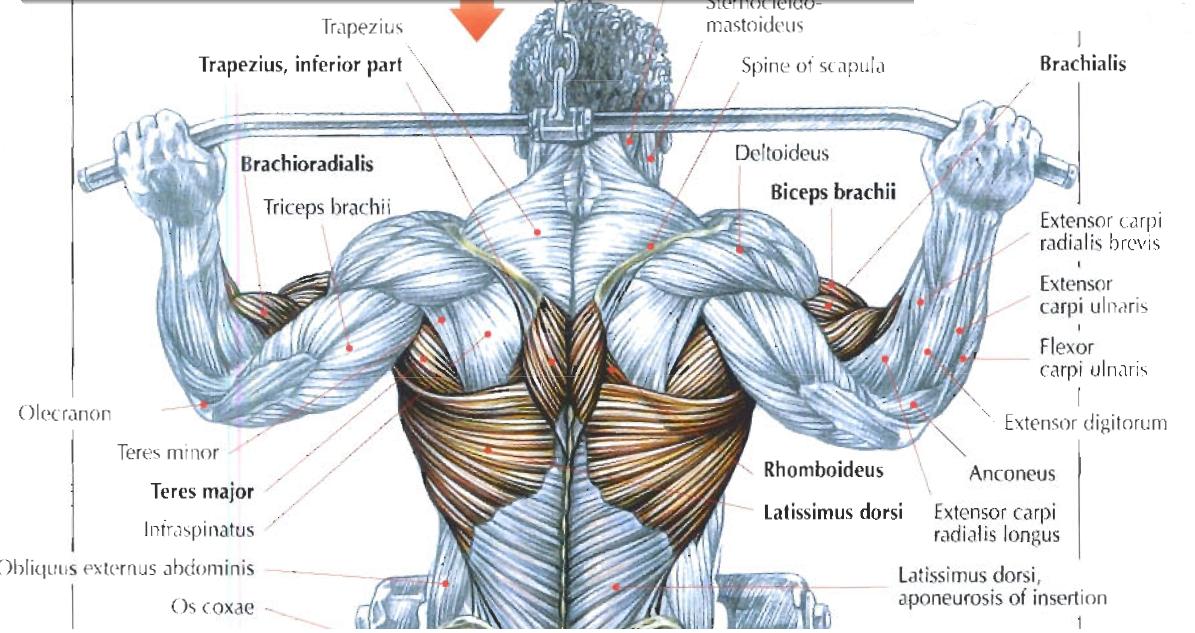 Culturism-antrenament-nutritie