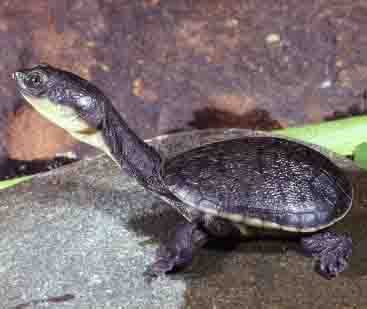 5 most unique turtle