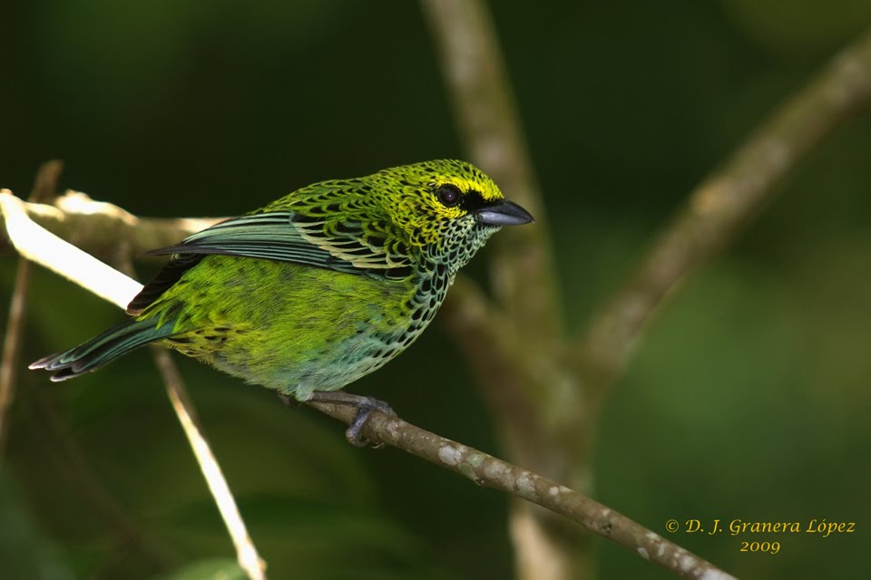 ECCENATURE - Danilo J. Granera López: Tangara guttata - Speckled Tanager