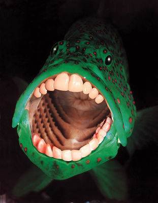 Around The Globe: Indian Ocean