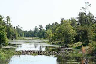 Reflections from Crumbly Acres: Wildlife in Muskoka: wolves