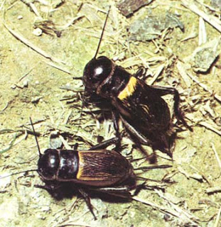 Blog Caiçara | Mago do Turismo | Renato Marchesini: Você conhece os ...