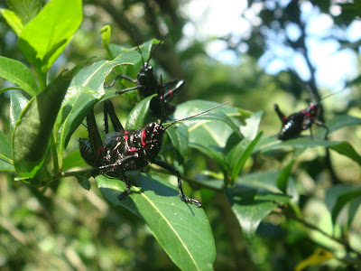 Blog Caiçara | Mago do Turismo | Renato Marchesini: Você conhece os ...