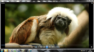 Moving wildlife: Slowly, slowly catchy monkey - next time maybe!