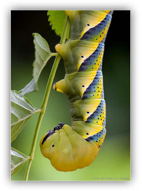 Naturfotografie Kanarische Inseln: D- Raupe des Totenkopfschwärmer ...
