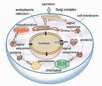 Biology - Block B: The Discovery of the Cell By: Blake Werab