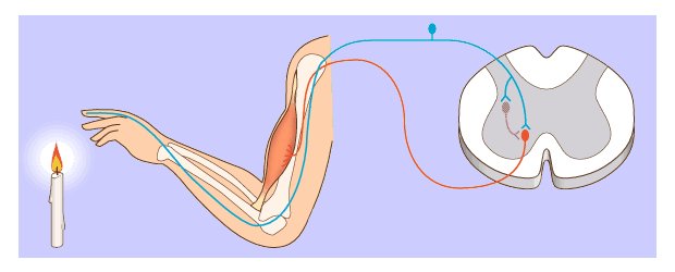 BIOLOGÍA SEGUNDOS SHANGRILÁ: SISTEMA NERVIOSO - ARCO REFLEJO