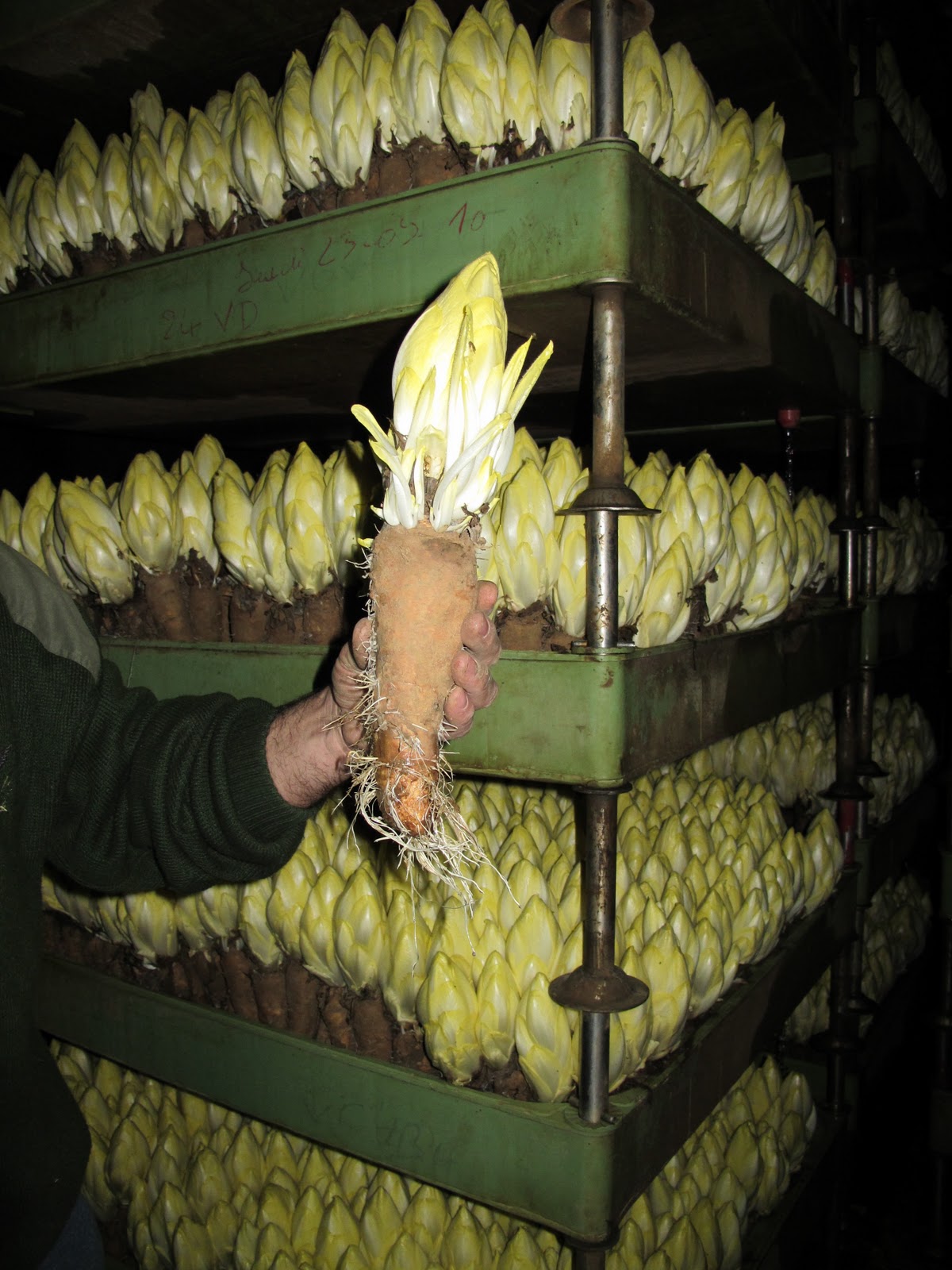 From the Ground Up: Exploring Global Breadbaskets: In Picardie