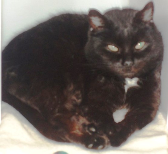 Declawed Cats Need Homes Too: ADOPTED! YAY! Midnight Is Full Of Sunshine