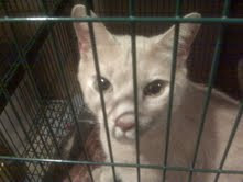 Declawed Cats Need Homes Too: ADOPTED! Simba, alot of cat to love!