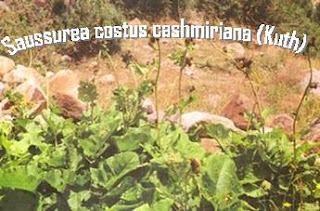 Medicinal Plants in India: Kuth-Saussuria costus seeds