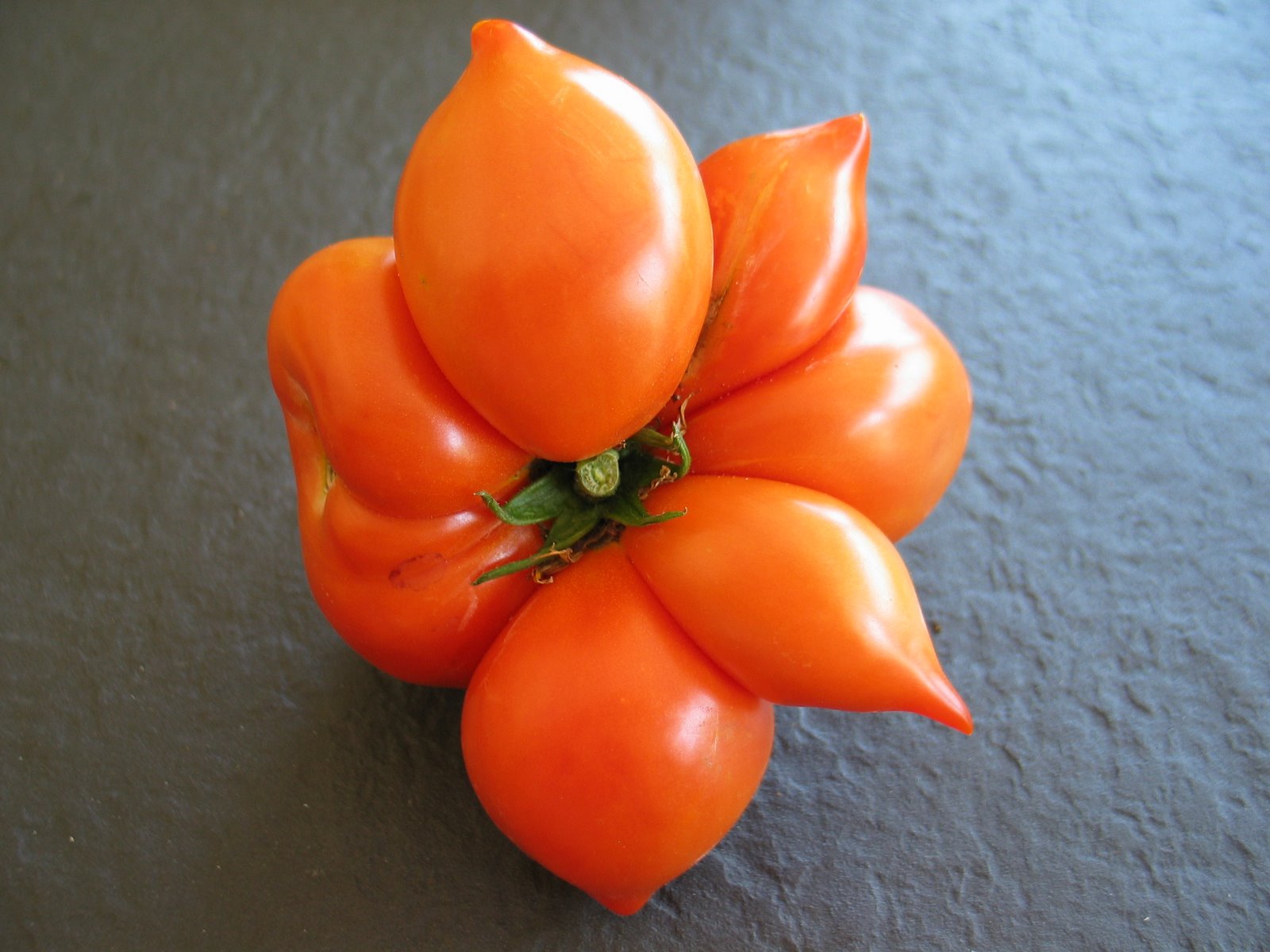 Svinisce, the hidden treasure: WANTED: six legged chicken