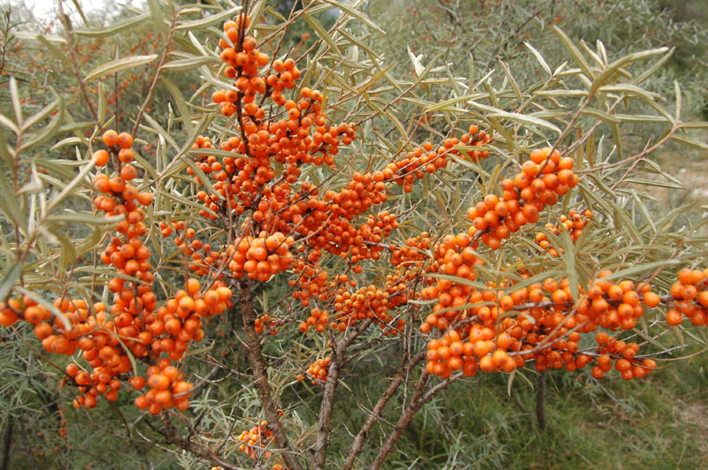 Chimica e biologia in Carnia: Olivello spinoso : presentazione