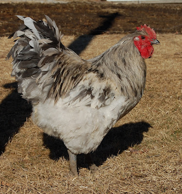 Crosswinds Farm: Rooster Cogburn performs the Chicken Dance