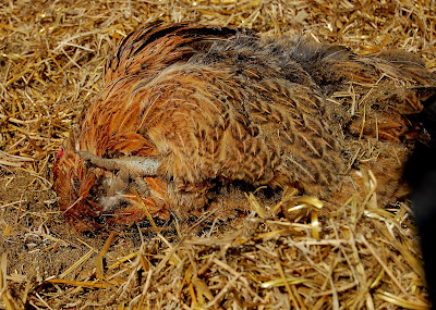 Crosswinds Farm: The undead chickens.