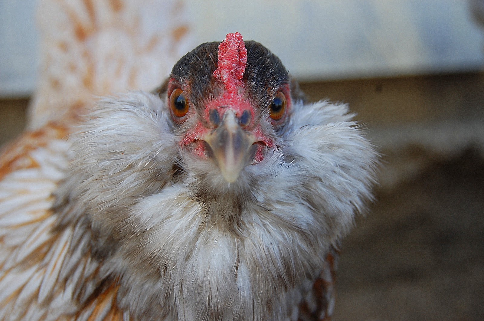 Crosswinds Farm: Chicken Math-IT WORKS IN REVERSE!!!