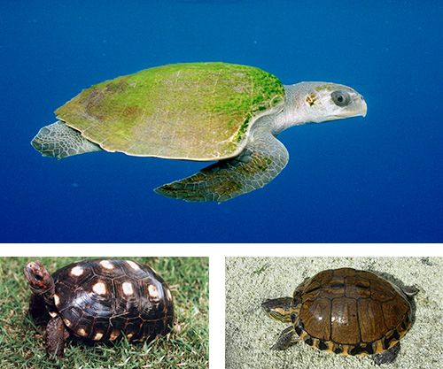Tartarugas Marinhas