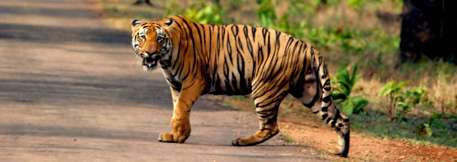 Nature Heritage Resort: Enjoy the amazing adventurous Indian Jungle ...