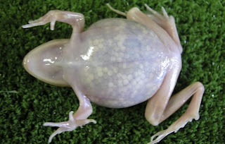 Realidade Natural: Sapo transparente