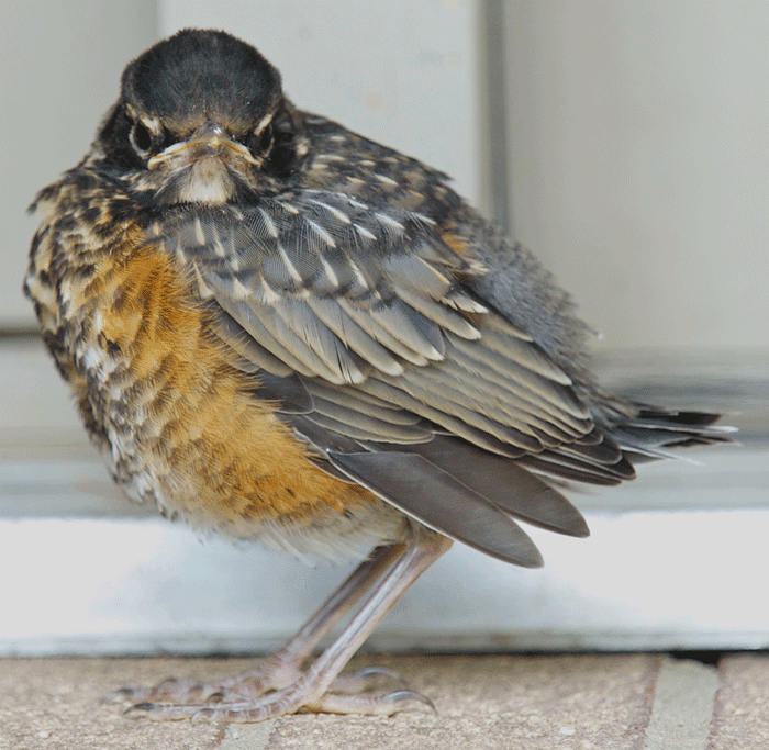 Baby American Robin
