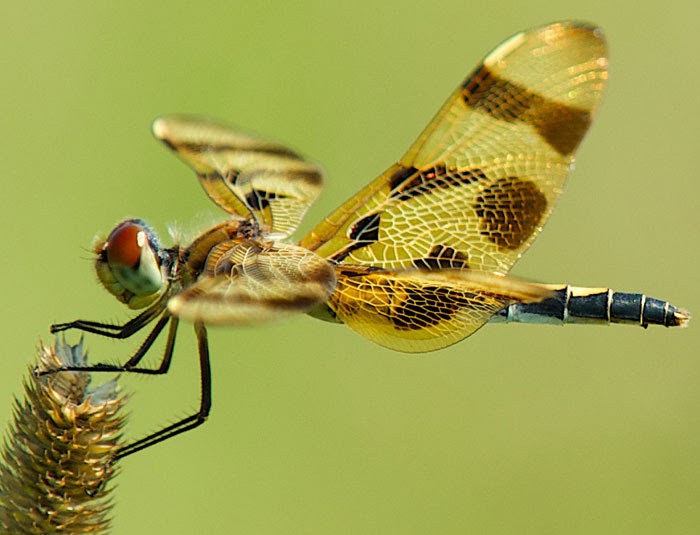 Red and the Peanut: A dragonfly! My guess...a Brown-spotted Yellow-wing ...