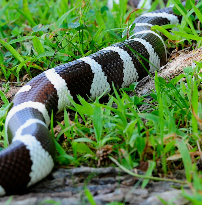 Red and the Peanut: Who can resist an Oreo? (or...oh no, another snake ...