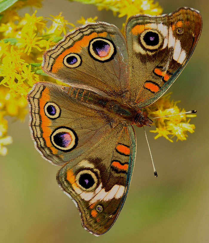 Buckeye Butterfly