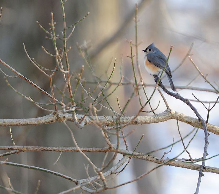 Red and the Peanut: Tufted Titmouse sitting pretty...