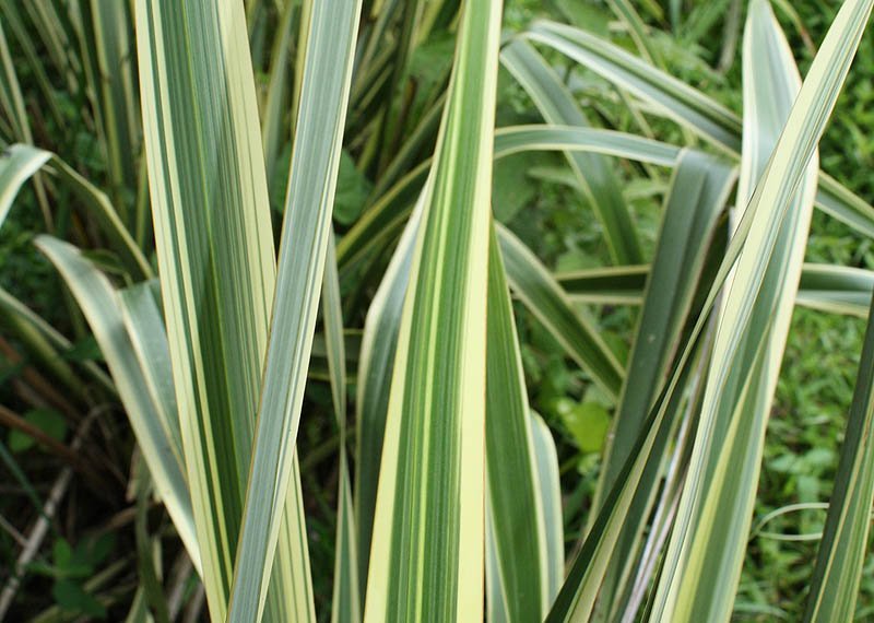 Seara Plantas & Flores: Plantas de Corte