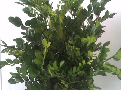 Seara Plantas & Flores: Plantas de Corte