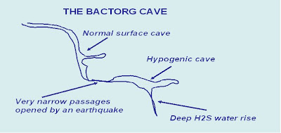 "WE SHARE": THINKING OR INTELLIGENT BACTERIA, , NEURONS AND CAVES: AN ...